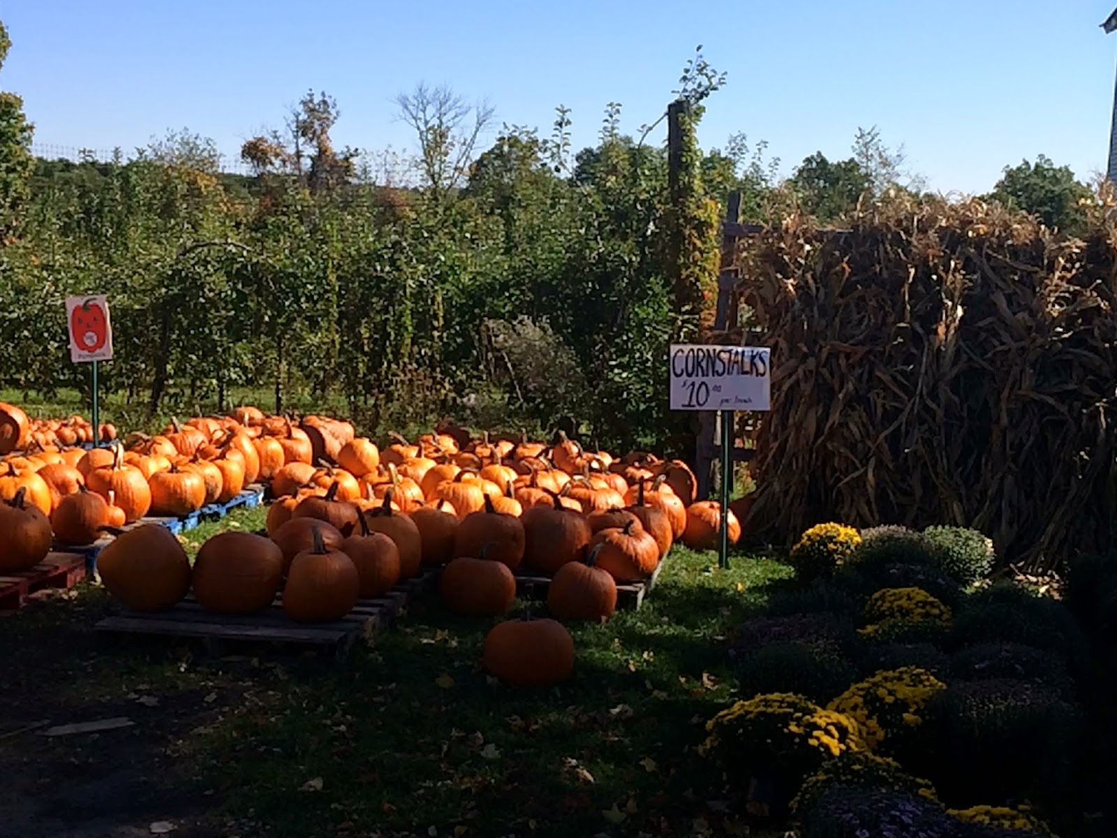 Witty Whit's Words: Wilkens Fruit & Fir Farm: Apple Picking, Apple ...
