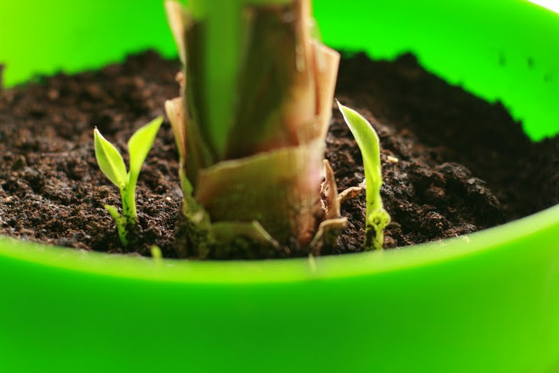 Bananierul pitic (Musa) - Pastelurile Naturii