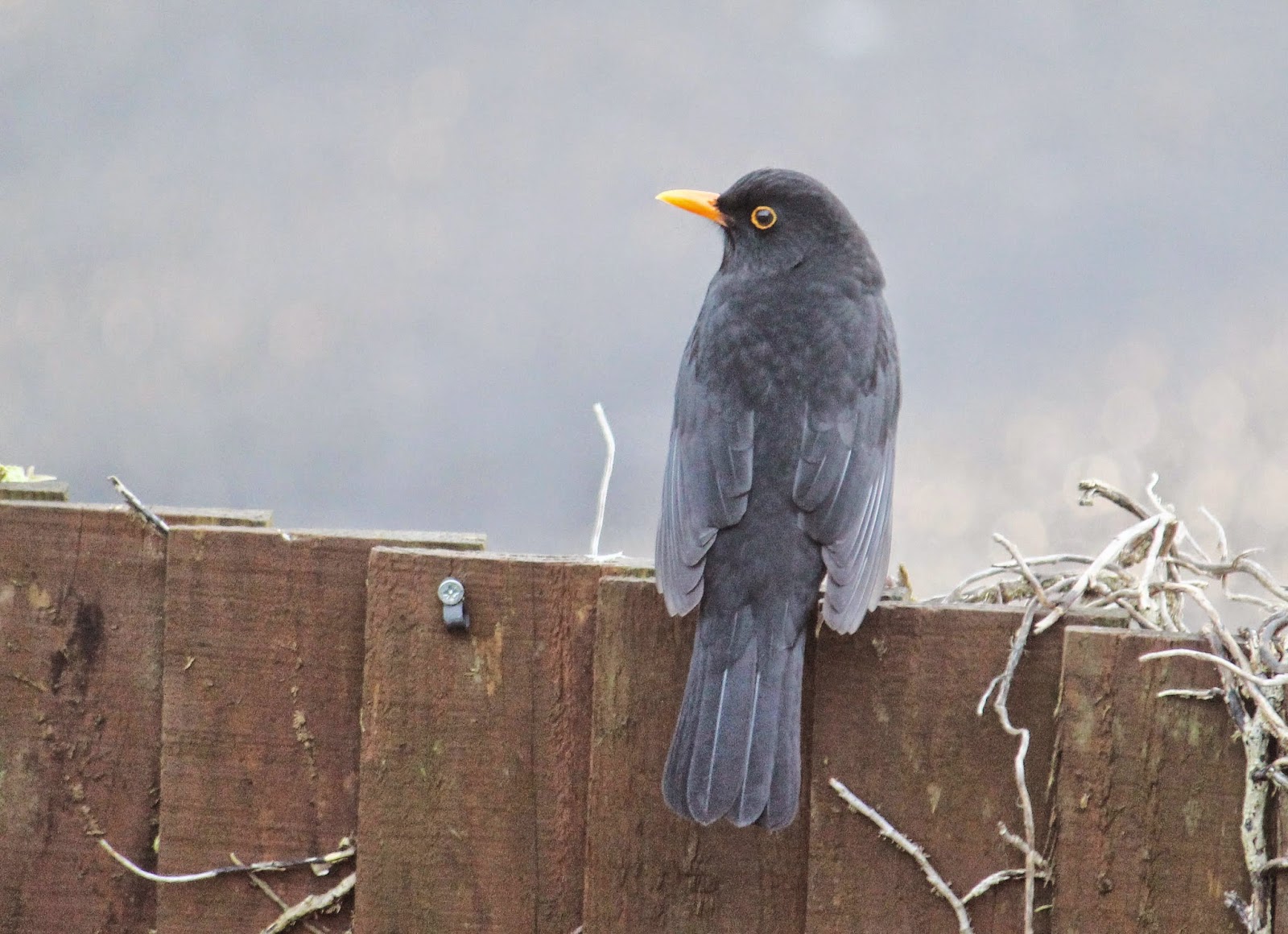 The beautiful blackbird