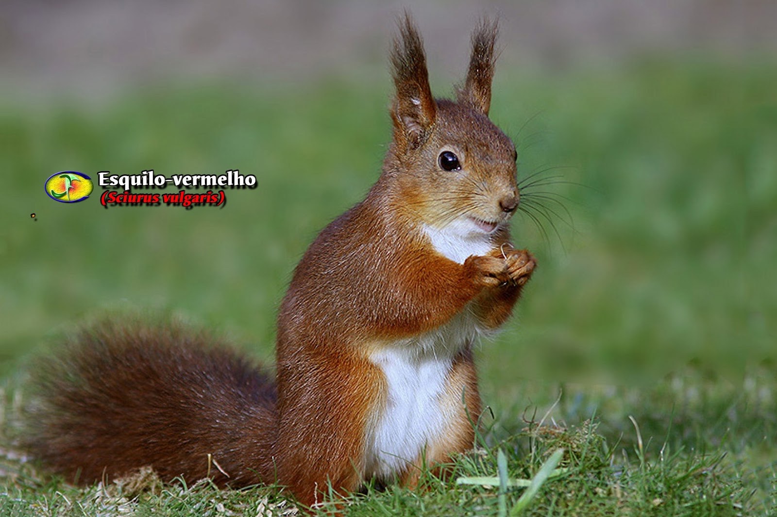 Zoologia: Esquilo-vermelho (Sciurus vulgaris)
