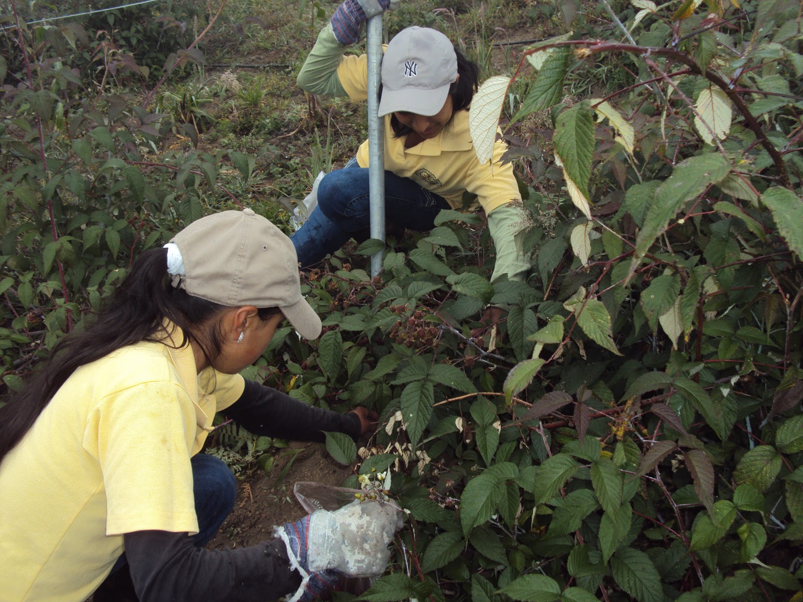 FRUTICULTURA EN MI COLE CHILLA EL ORO ECUADOR: lo mejor de la ...