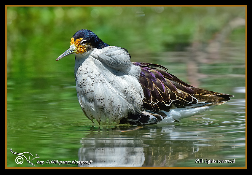 WILDLIFE GATEWAY: Chevalier combattant ou Combattant varié au bain