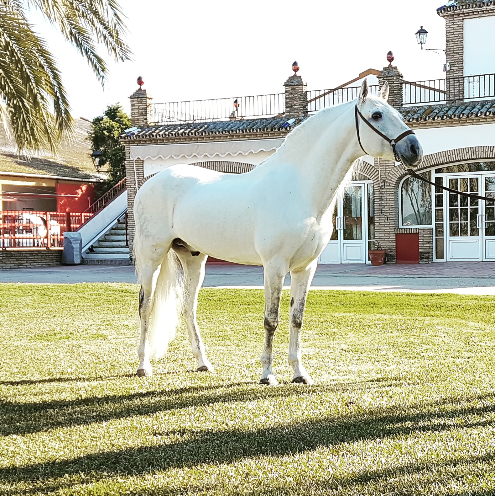 Peralta-Caballos PRE venta-Yeguada Pura Raza Español y CDE-Spanish ...