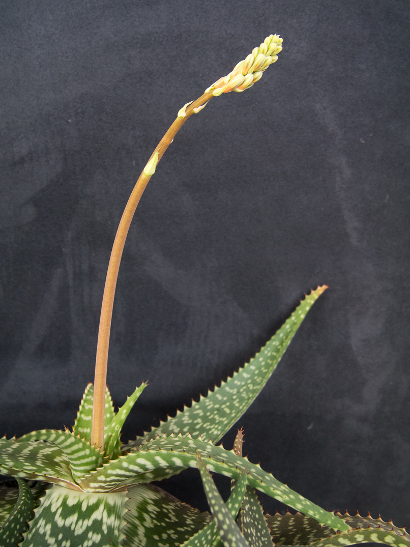 A Blooming Jade: Aloe Vera