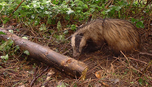 Devon and Cornwall Police Wildlife Crimes Group: Snare Laws in England ...