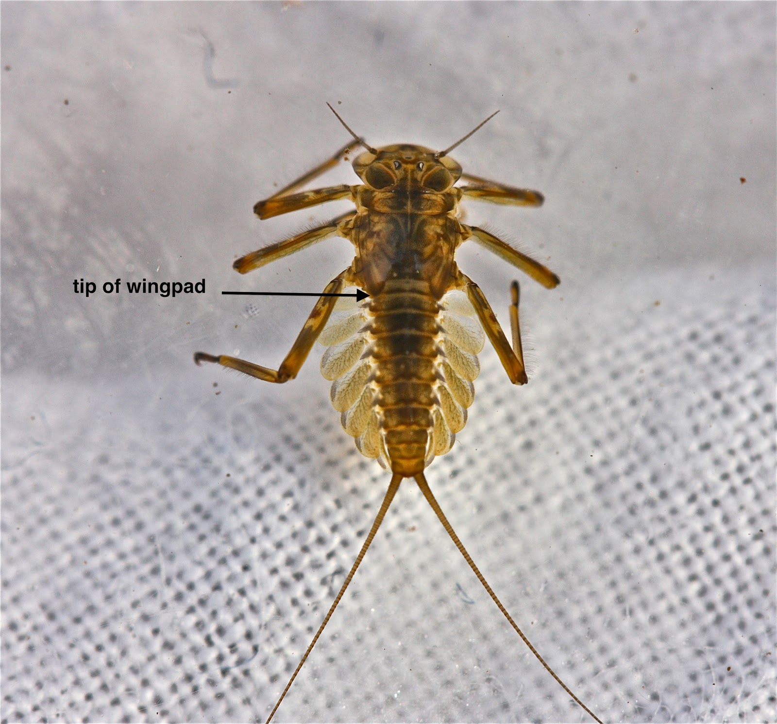 Aquatic Insects of Central Virginia: Mayflies: Pictures of How they ...