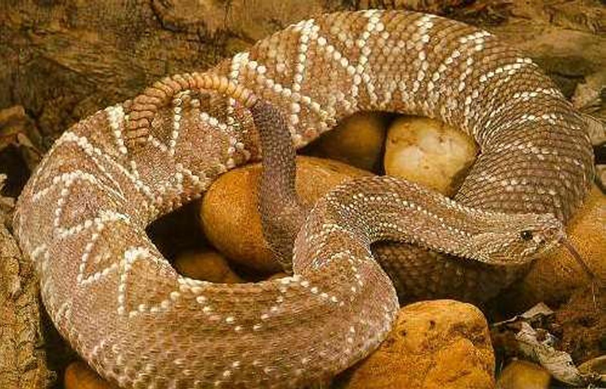 Imagens em hd alta definição: Cobras