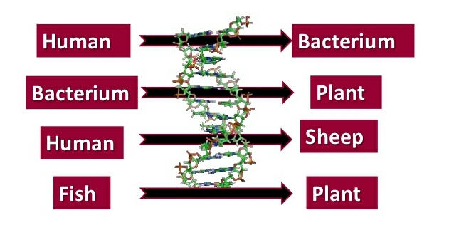 What is genetic engineering? | Definition