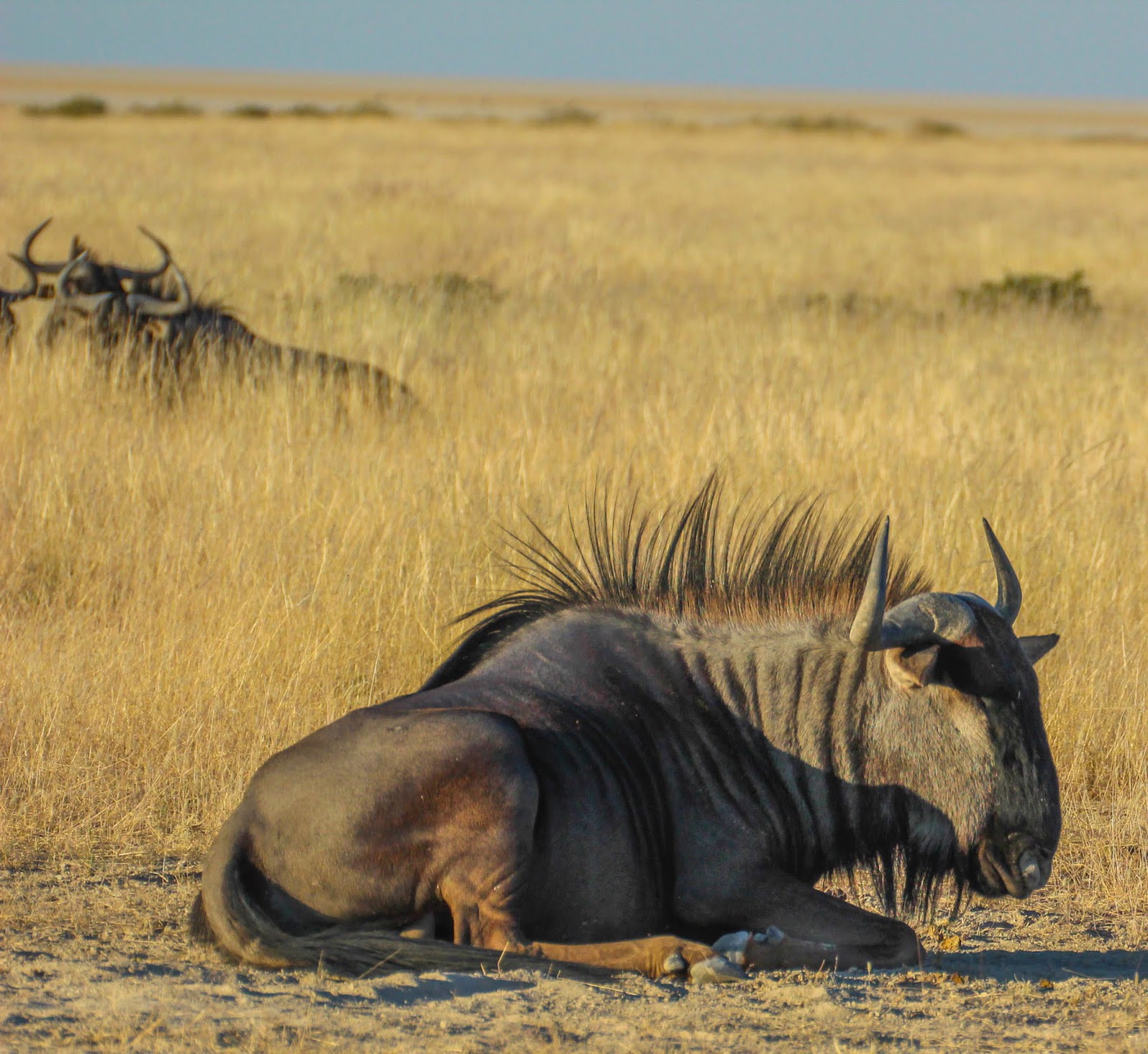 Cannundrums: Blue Wildebeest
