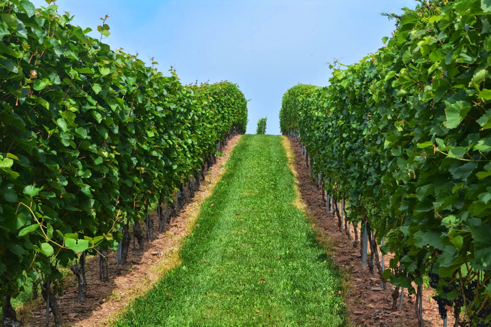 My World in Pennsylvania and Beyond: Nova Scotia Wineries - Domaine De ...