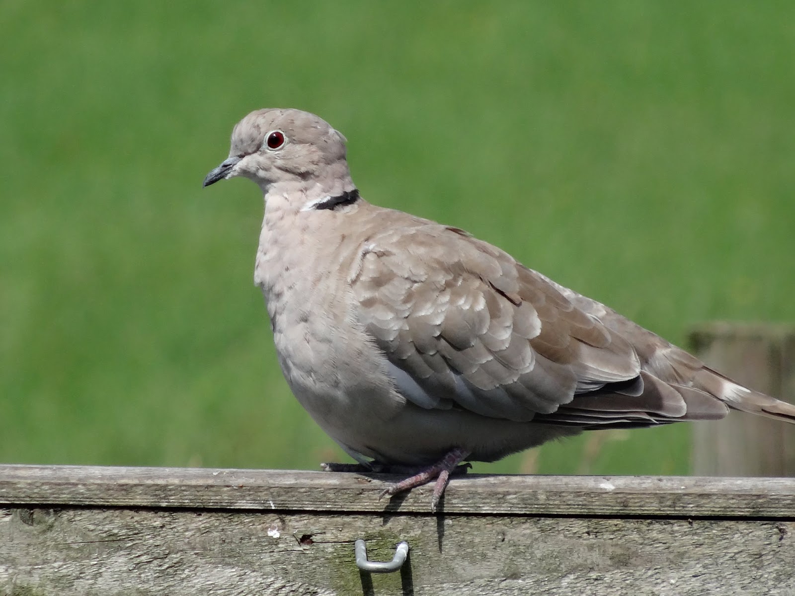 NI Bird Pics: Paul Friel - Juvenile Robin, Siskin & Collared Dove