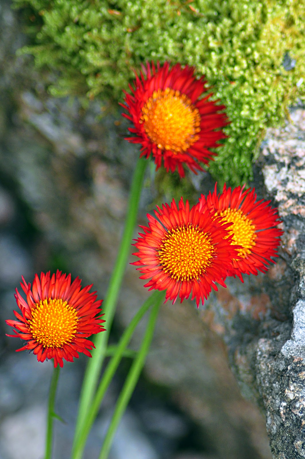 The Wayward Wanderer: Norway: Arctic-alpine Botanical Garden