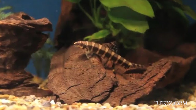 Serpent loach ( Serpenticobitis octozona ) | FISH WORLDs.com