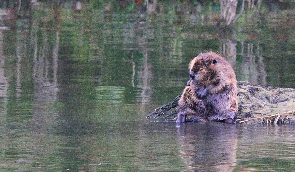Gary's Outdoor Wanderings2: MORE UNUSUAL BEAVER PICS