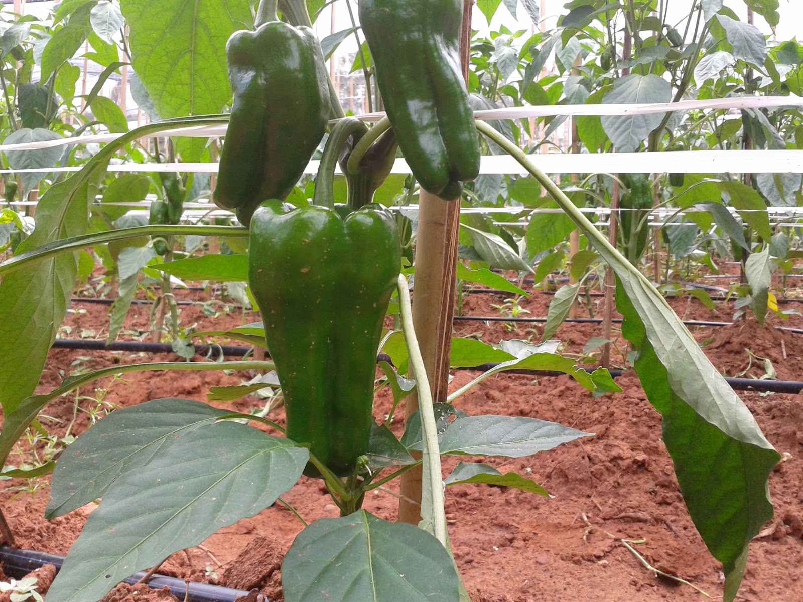 Paraguay: un milagro americano!: Locote paraguayo con calidad de ...