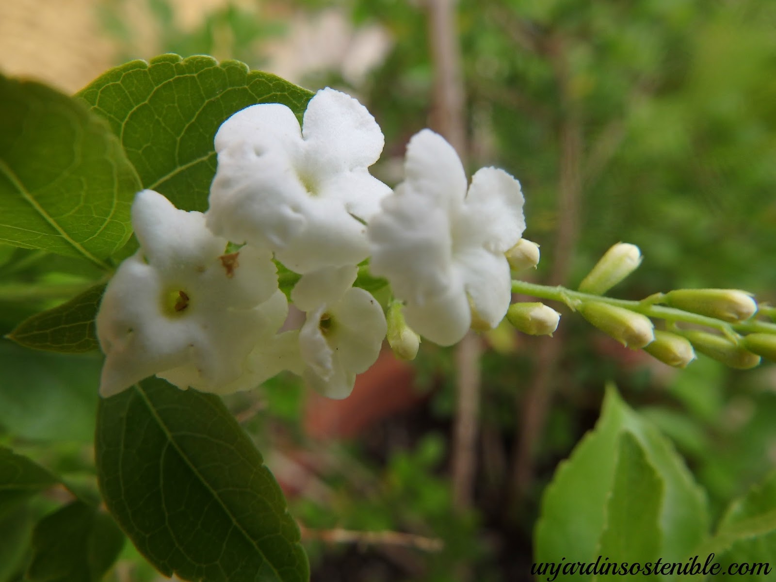 Duranta erecta Alba (Duranta, Flor del cielo etc.)