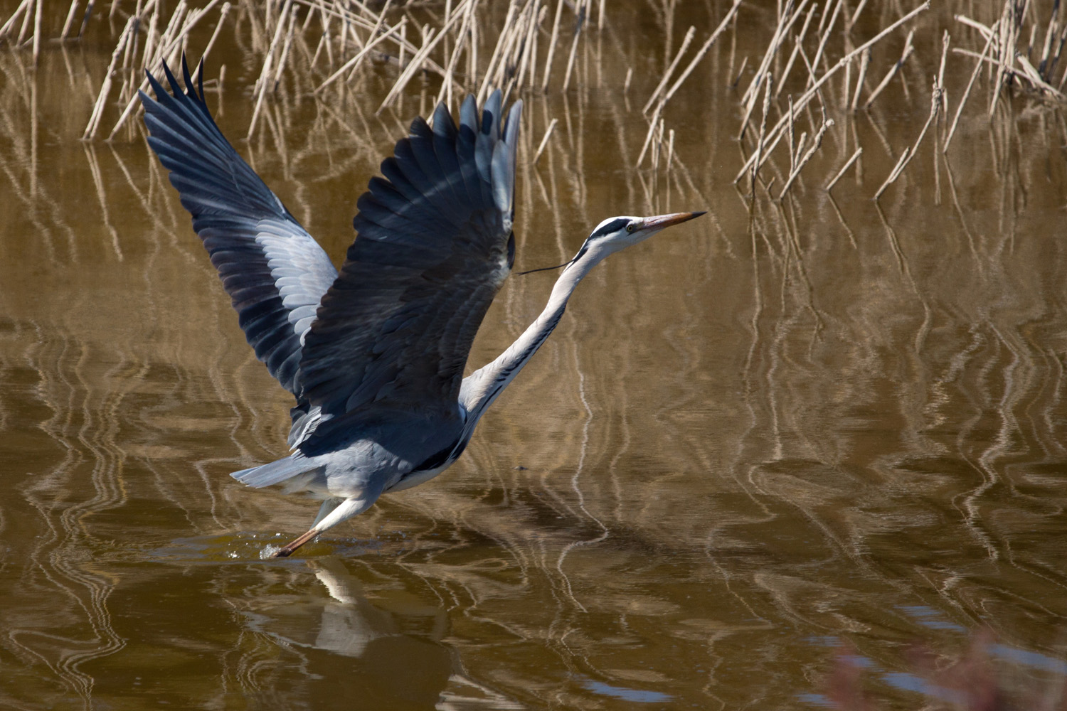 Fotografía y Naturaleza en Doñana: Garza Real (Ardea cinerea)