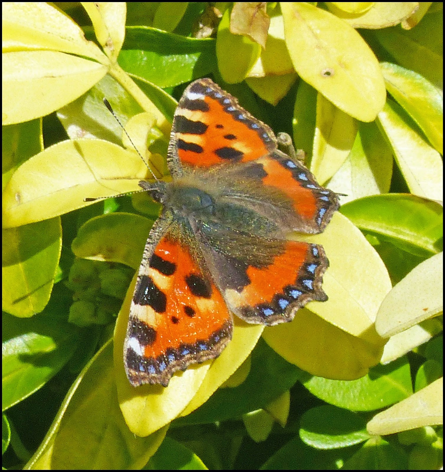 Wild and Wonderful: March 2014