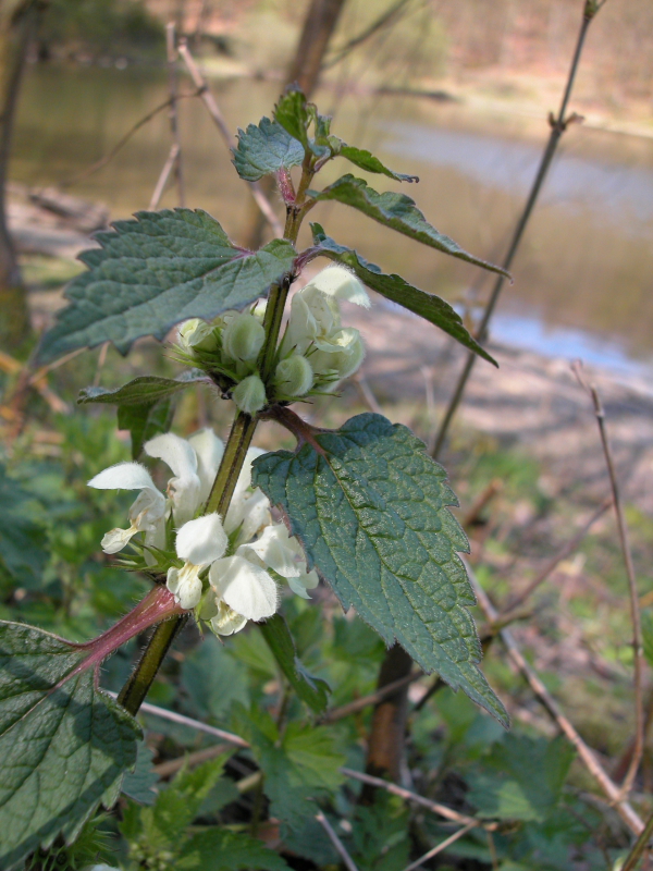 Les Petites Herbes: Phytothérapie – Le Lamier blanc (Lamium album L ...