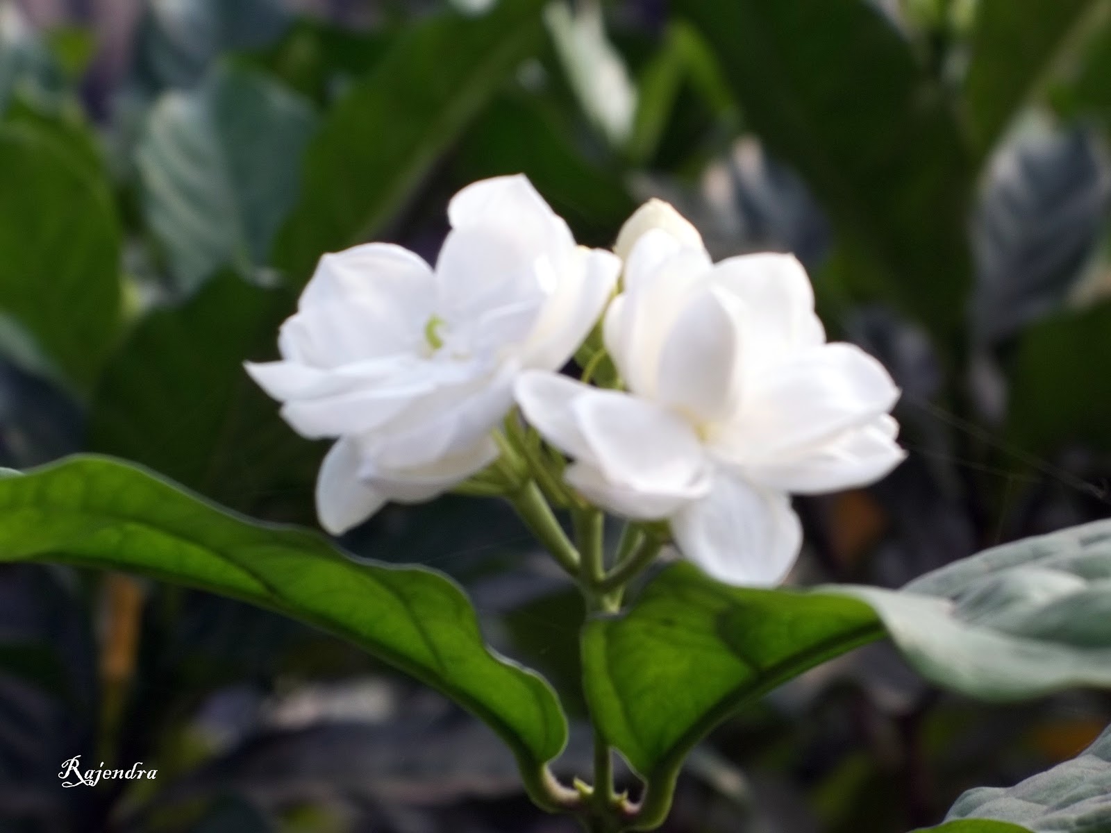 Flower World Map: Sampaguita Flower