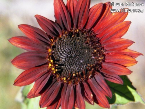 WORLD INFO CLASSIC: Sunflower Flower Photos