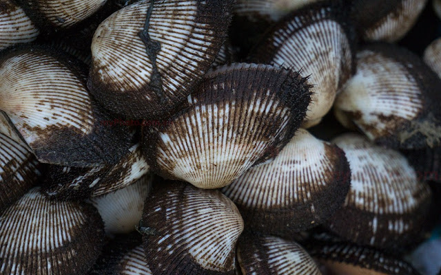 ARKSHELL MEAT - VIET SEAFOOD CO.,LTD