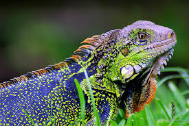 Names of Animals in Igbo Language