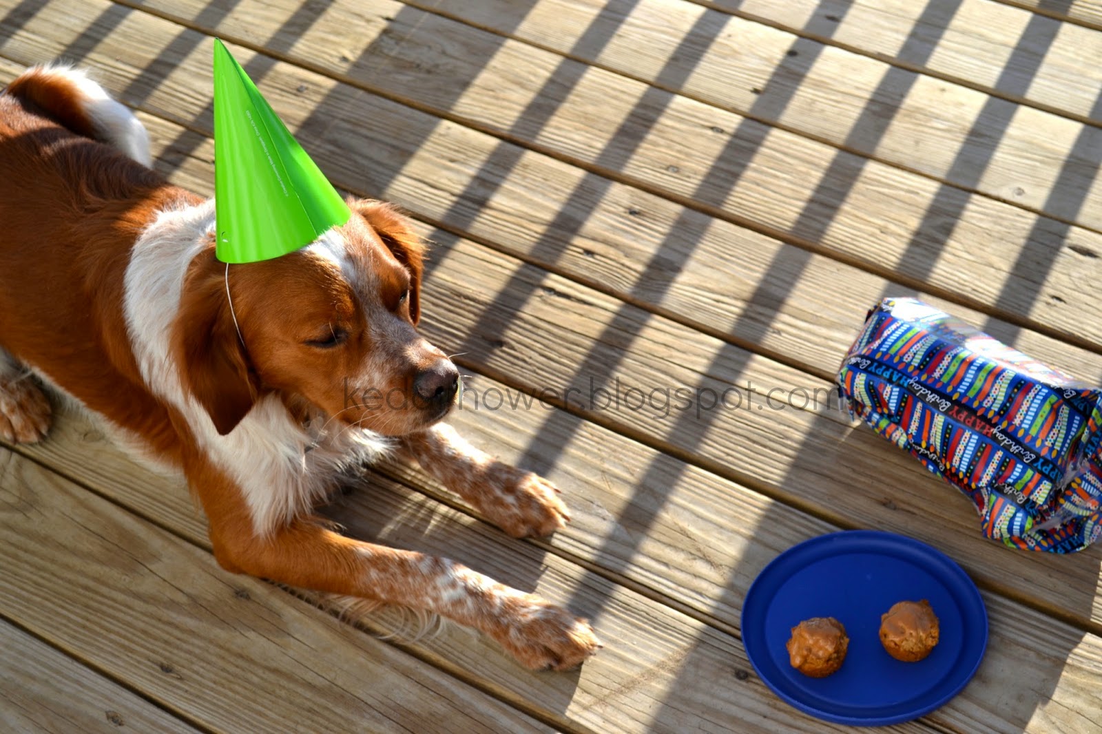 Do Dogs Know When Theyre Spoiled