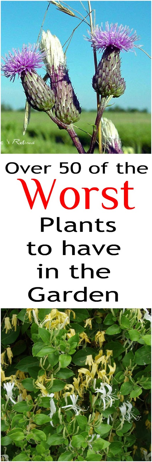 Over 50 of the worst plants to have in your Garden | Rustic & Refined