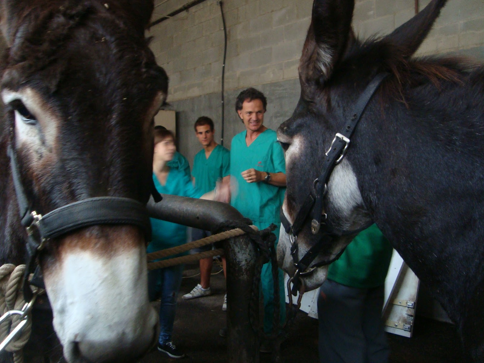 CATALONIAN DONKEYS' REPRODUCTION AT AUTONOMOUS UNIVERSITY OF BARCELONA ...
