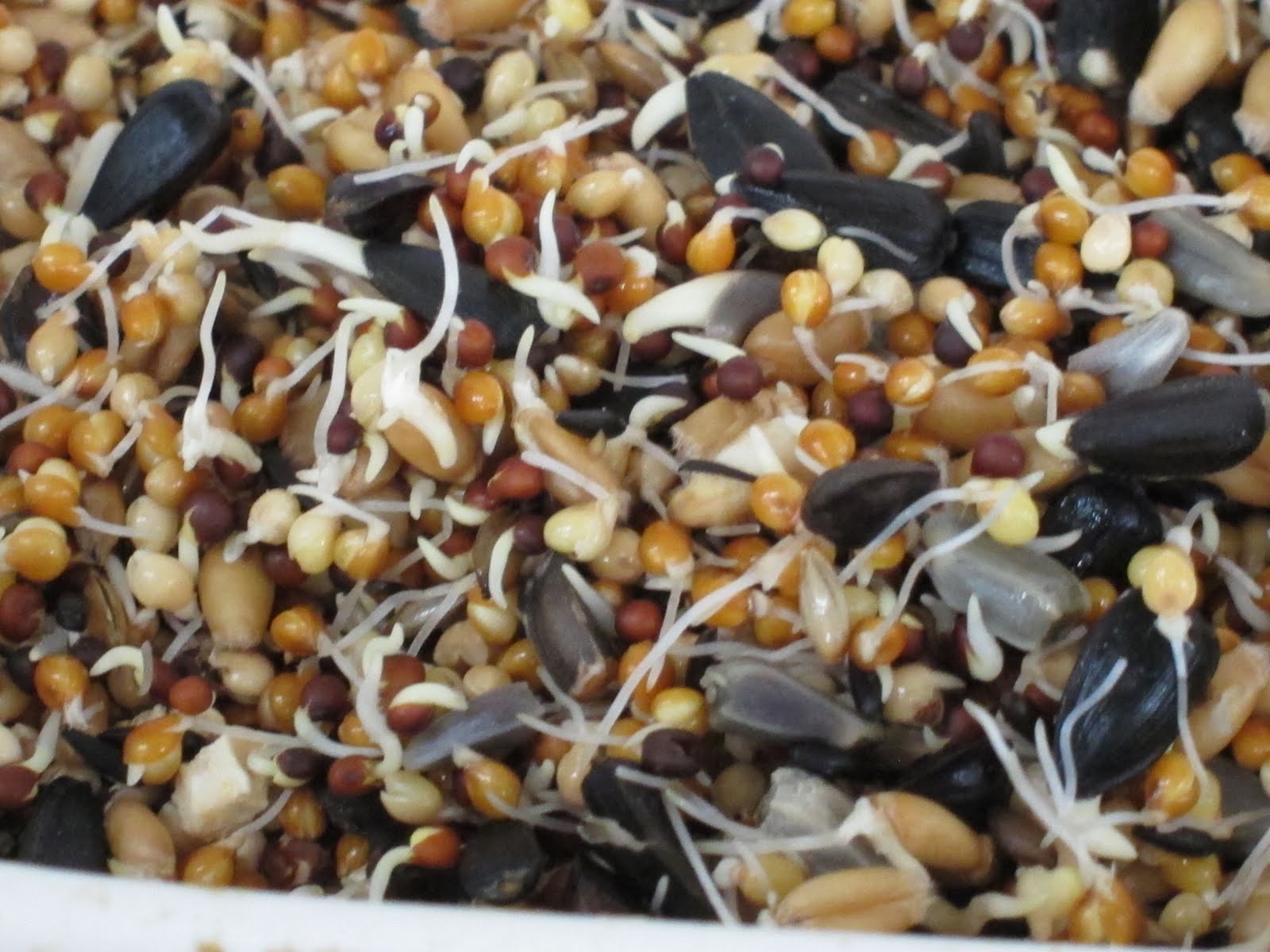 Canary Tales: Learning To Eat Seed