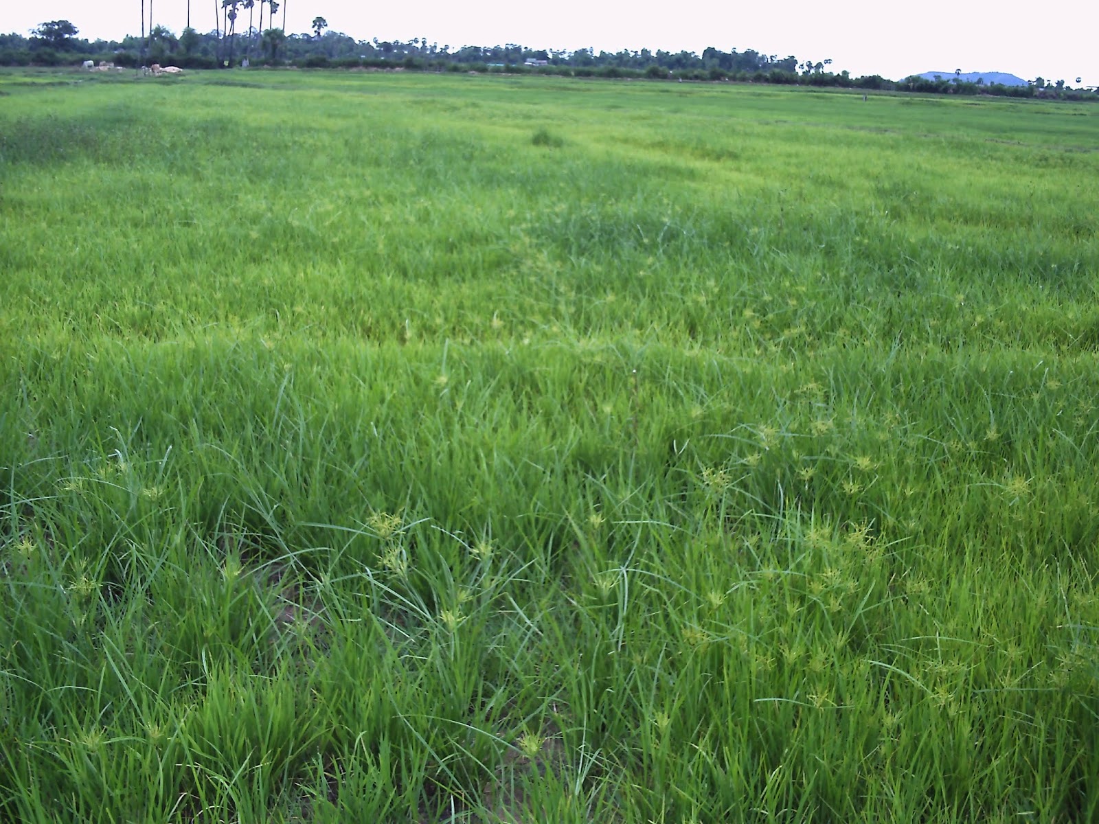 Nature and Farming: Rice Production : Chapter 15 - Weeds and weed control
