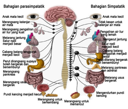SISTEM SYARAF ~ MATERI DAN SOAL IPA UNTUK SMA