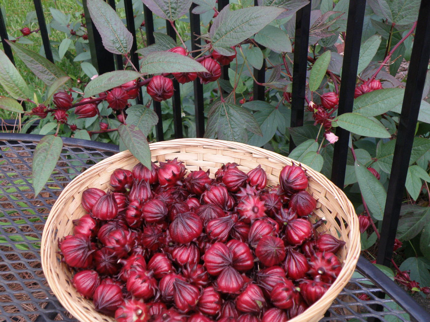 From Beyond the Cosmos: Only fruit that has its seeds on the outside