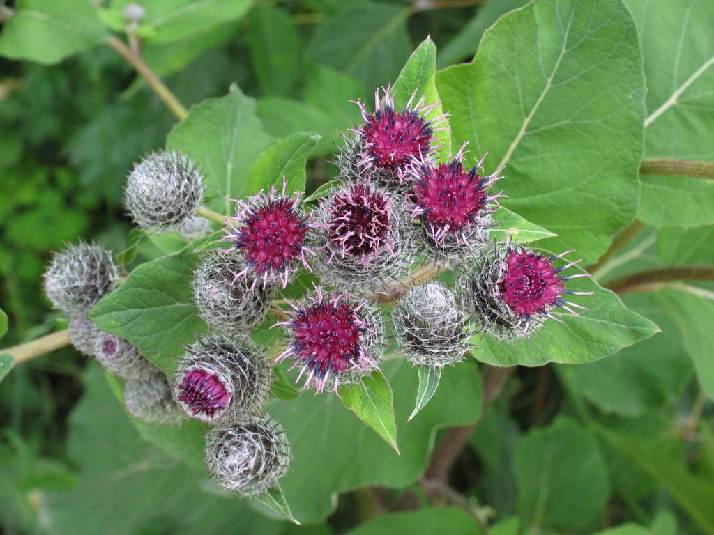 Žeņšeņa sakne Eiropā- dadzis!