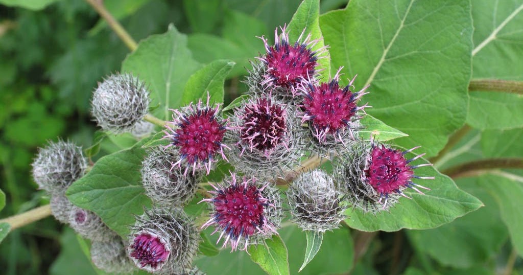 Žeņšeņa sakne Eiropā- dadzis!