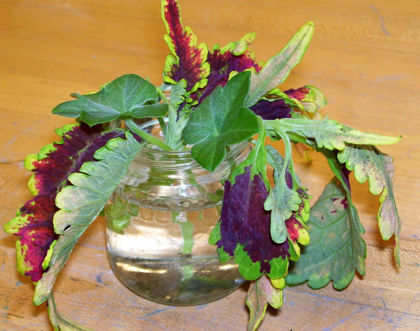 Katie's Farm: How to Root Geraniums & Coleus