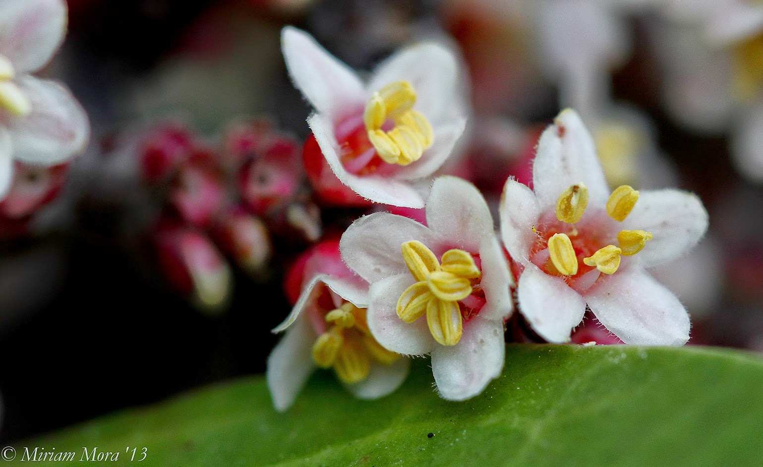 Flora de Baja California: CHAPARRAL