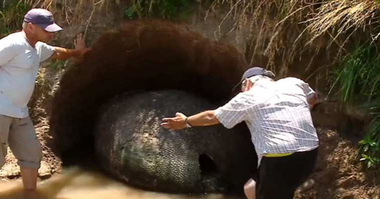 Huge Shell Of An Armoured Ice Age Beast Dug Up In Argentina ~ social tech