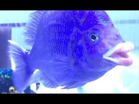 Peixe com “lábios humanos” é filmado em aquário por um grupo de ...