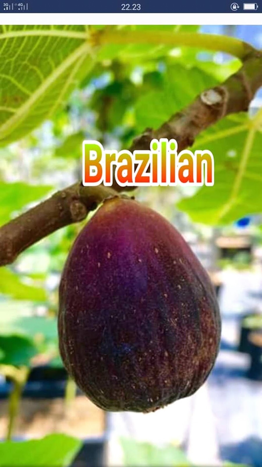 Brazilian Fig - Var Tin