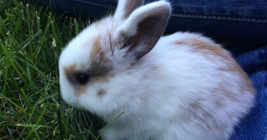 Rabbit colors: Mini rex rabbit breeding colors