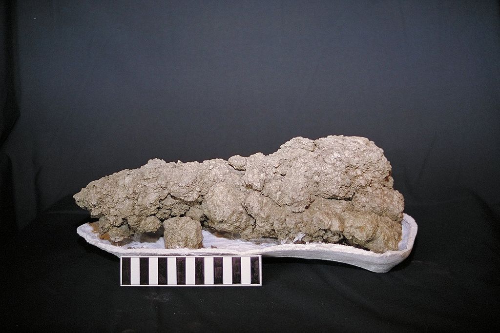L'angolo della Geologia: Coprolite