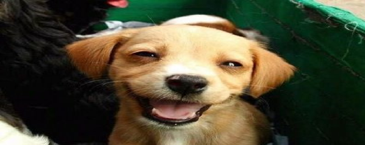 Manamg: FELIZ DÍA DEL ANIMAL!!!