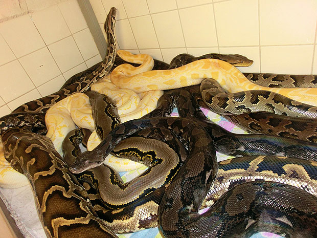 Man found dead in house full of snakes | OnyiiOnPoint