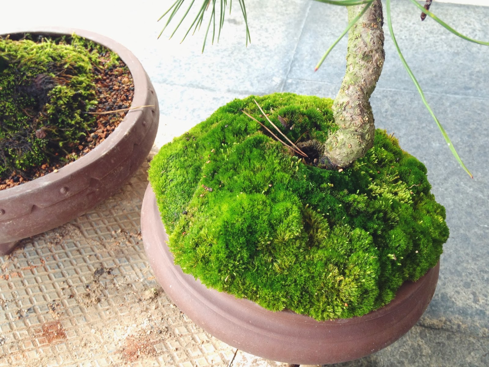 Jane Doe Deer: DIY: Moss Pots