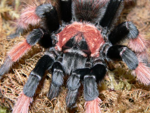 Giant Tarantula spider, Tarantula Pictures, Tarantula Facts ...
