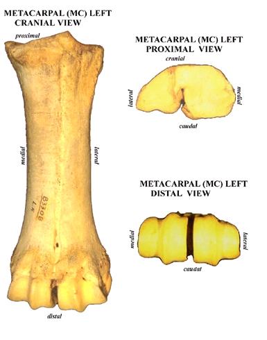 Métacarpe 2ème année vétérinaire anatomie