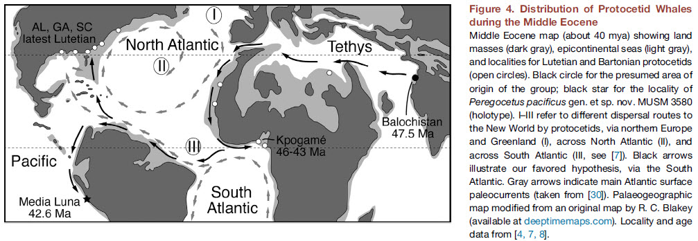 El Pensieve de Dinorider: Peregocetus pacificus, ballena de tierra y ...