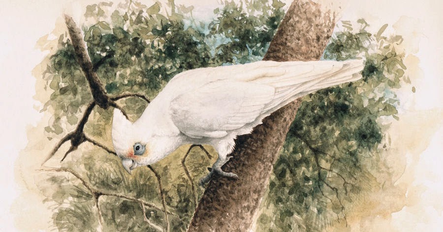 Matteo Grilli Wildlife Art: Little Corella on Jacaranda